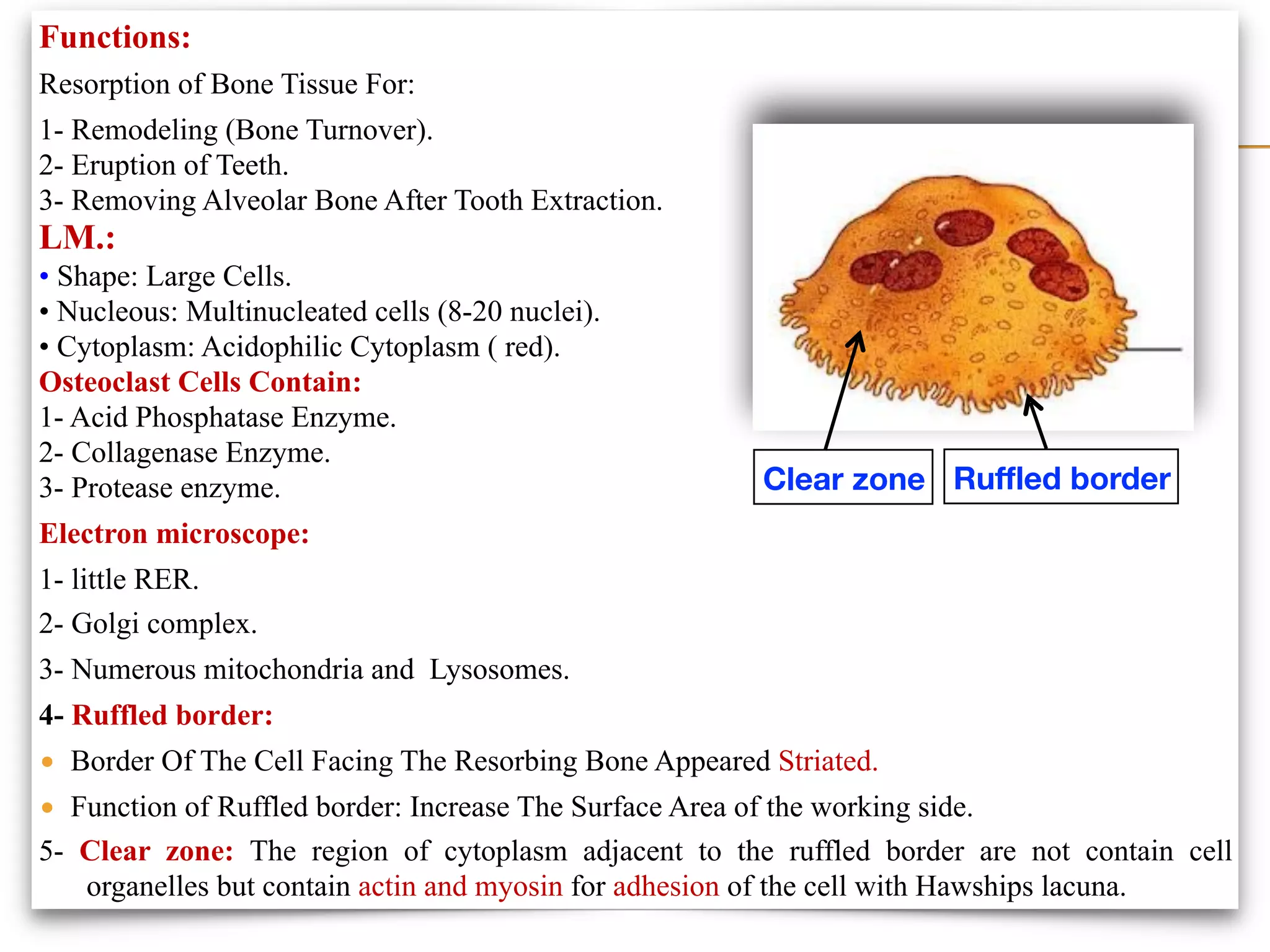 periodontal ligament dr. sherif hassan | PDF