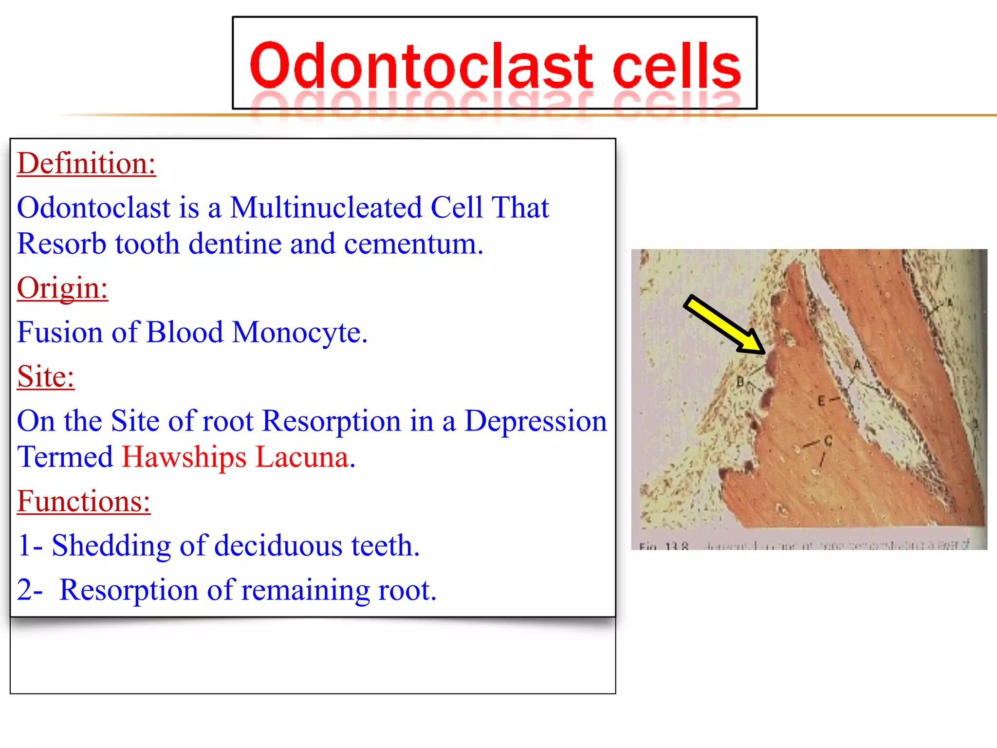 periodontal ligament dr. sherif hassan | PDF