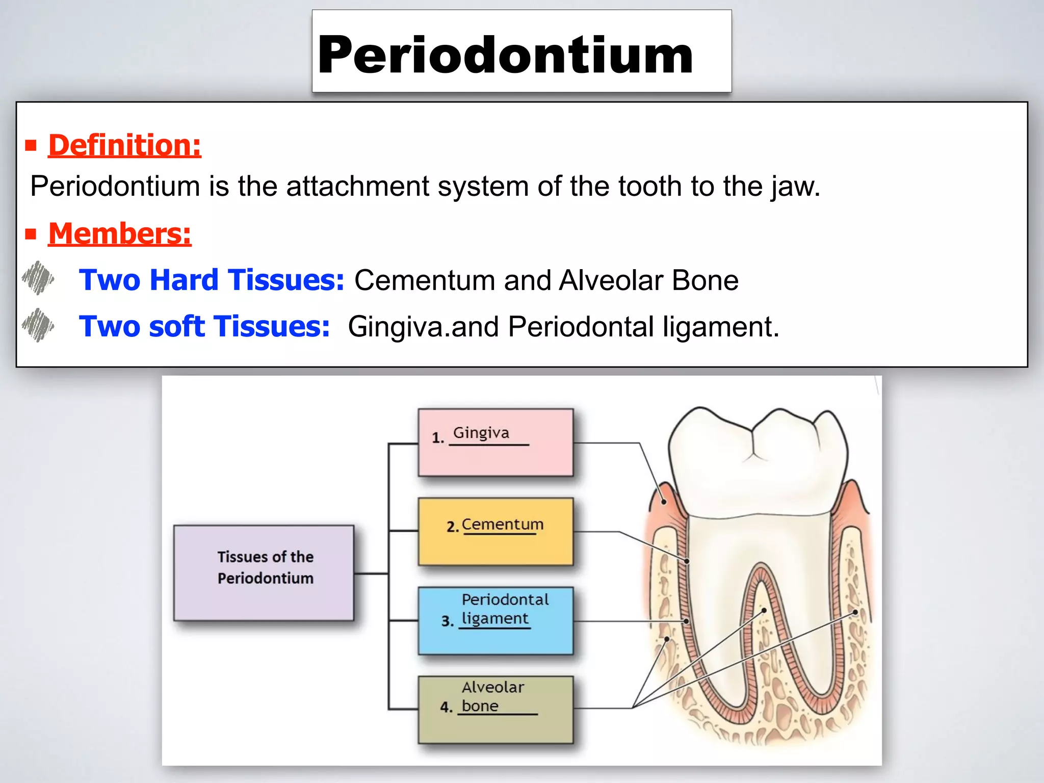 periodontal ligament dr. sherif hassan | PDF