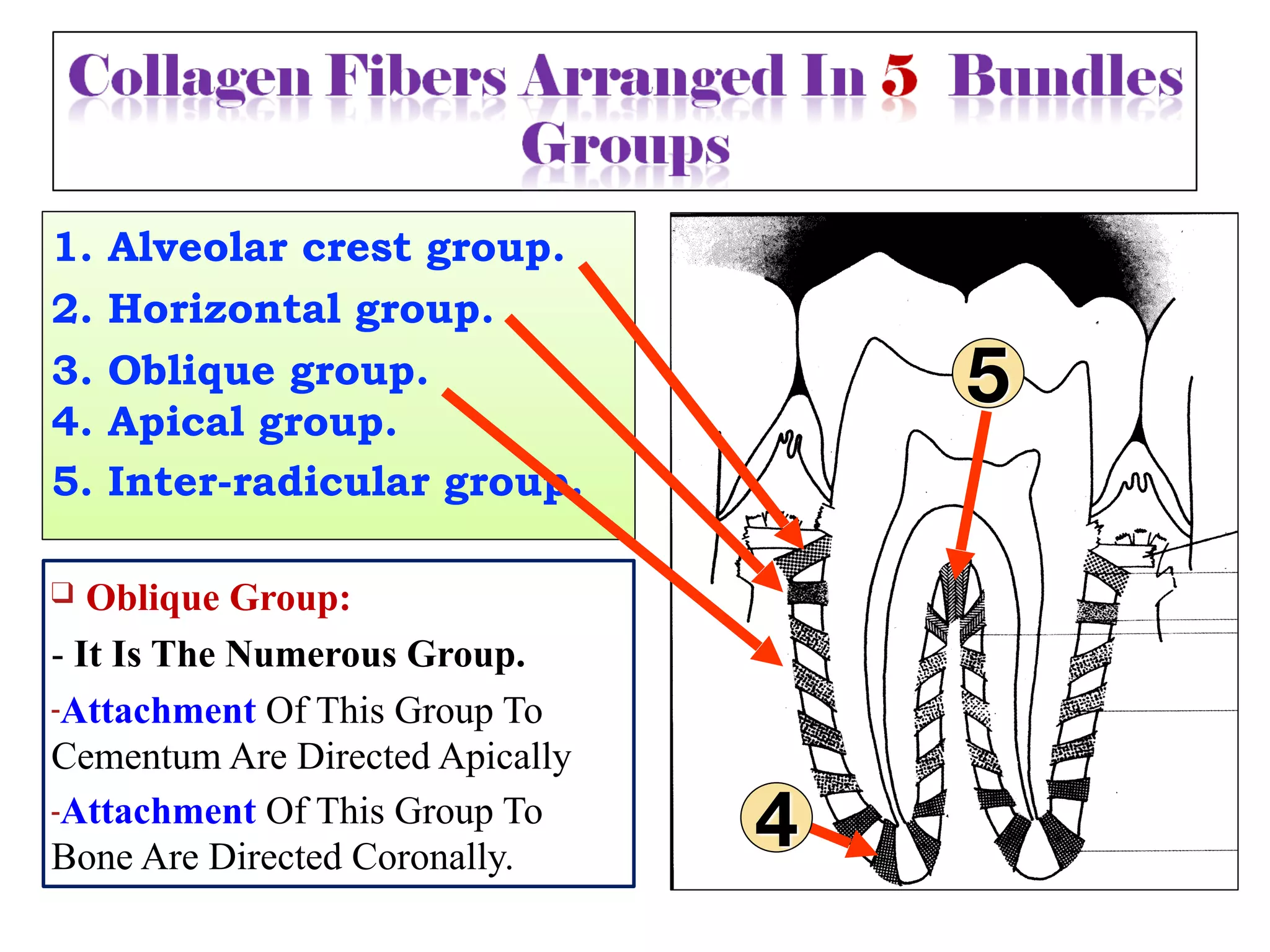 periodontal ligament dr. sherif hassan | PDF