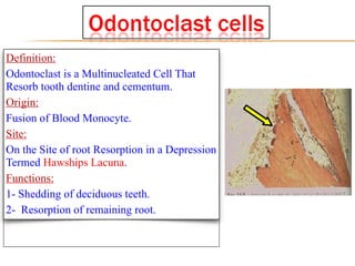 periodontal ligament dr. sherif hassan | PPT