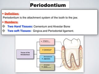 periodontal ligament dr. sherif hassan | PPT