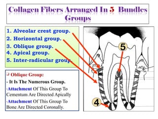 periodontal ligament dr. sherif hassan | PPT