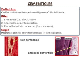 periodontal ligament dr. sherif hassan | PPT