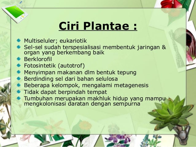 3. plantae
