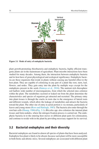 Plant growth-promoting mechanisms of endophytes | PDF