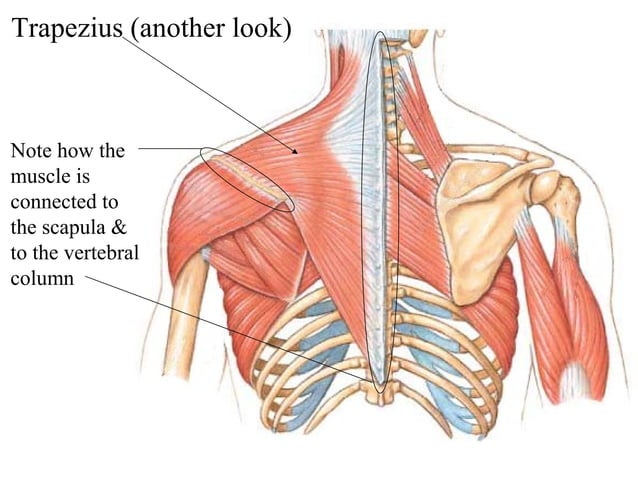 3. posterior shoulder back(1) | PPT