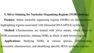 3 - practical cytogenetics chromosome.pptx