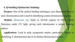 3 - practical cytogenetics chromosome.pptx