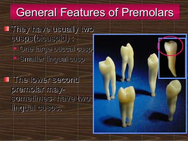3 premolars