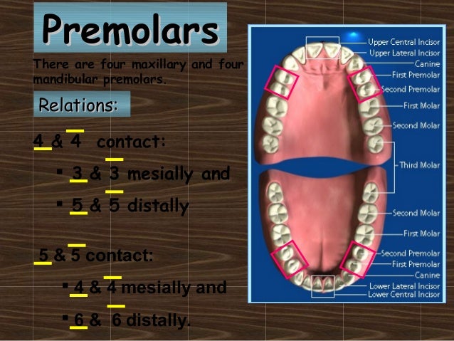 3 premolars