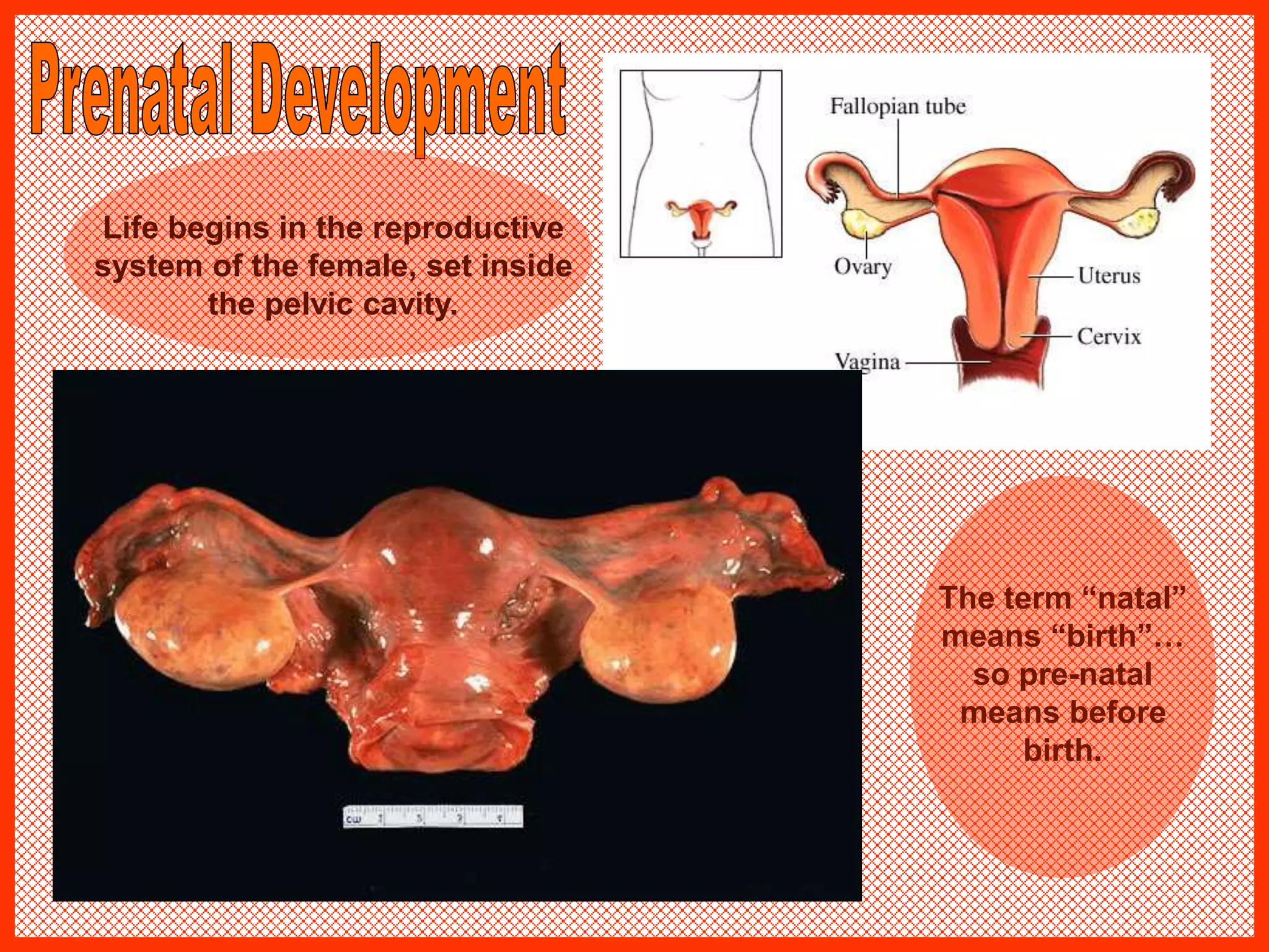 Prenatal Development | PPT