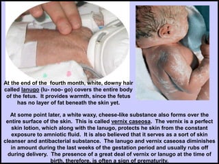 Prenatal Development | PPT