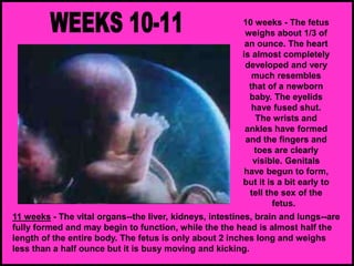 3-Prenatal-Development.ppt