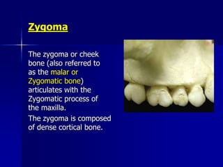 Radiographic Anatomical Landmarks | PPSX