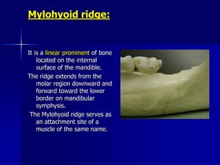 Radiographic Anatomical Landmarks | PPSX