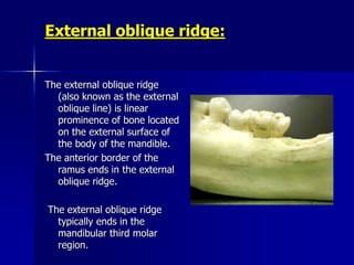 External Oblique Ridge Cbct