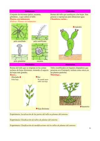 3.- Órganos vegetativos de las plantas | ODT