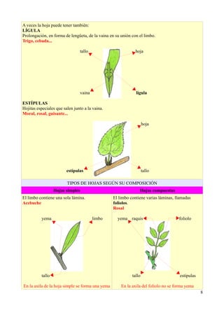 3.- Órganos vegetativos de las plantas | ODT