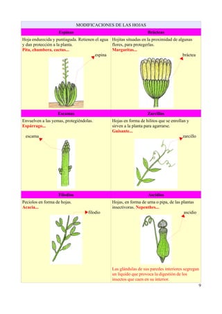 3.- Órganos vegetativos de las plantas | ODT