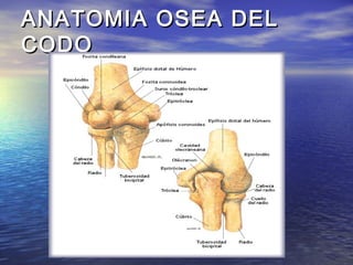 3. semiologia del aparato locomotor | PPT