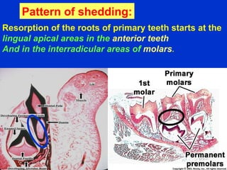 3 shedding future | PPT