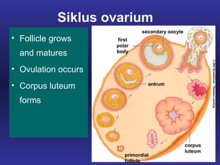 3.siklus menstruasi | PPT