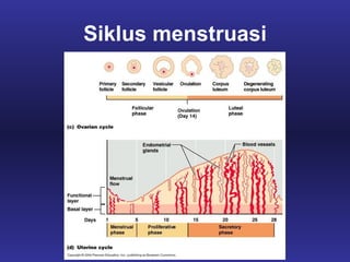 3.siklus menstruasi | PPT