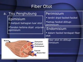 3 sistem-otot-tingkatan-4 | PDF