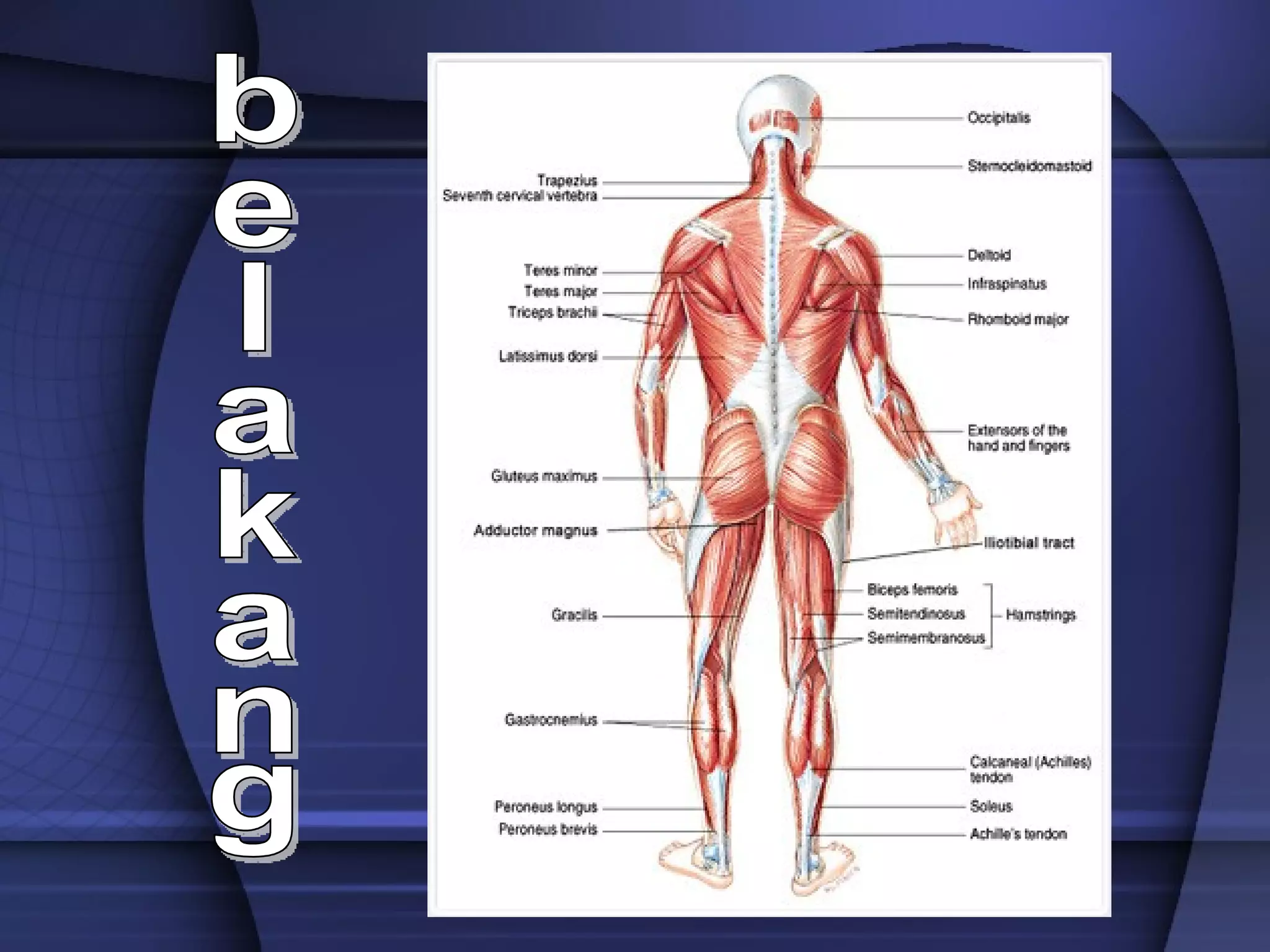 3 sistem-otot-tingkatan-4 | PDF