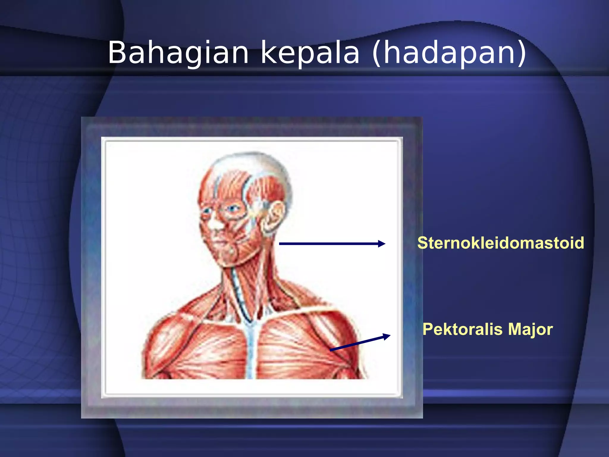 3 sistem-otot-tingkatan-4 | PDF