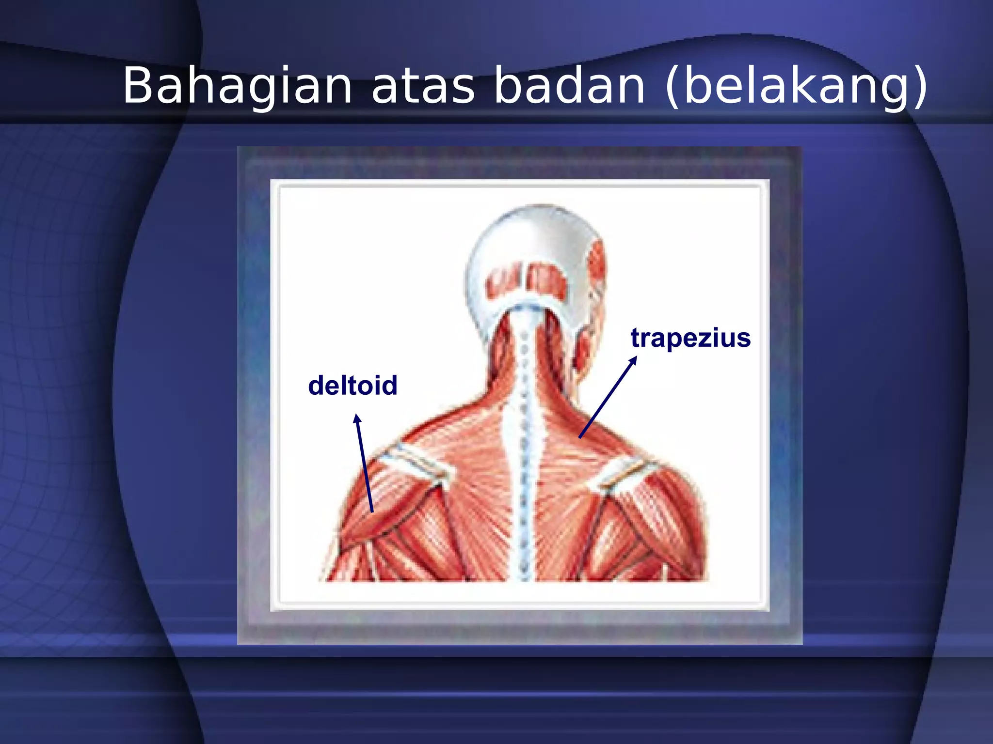 3 sistem-otot-tingkatan-4 | PDF
