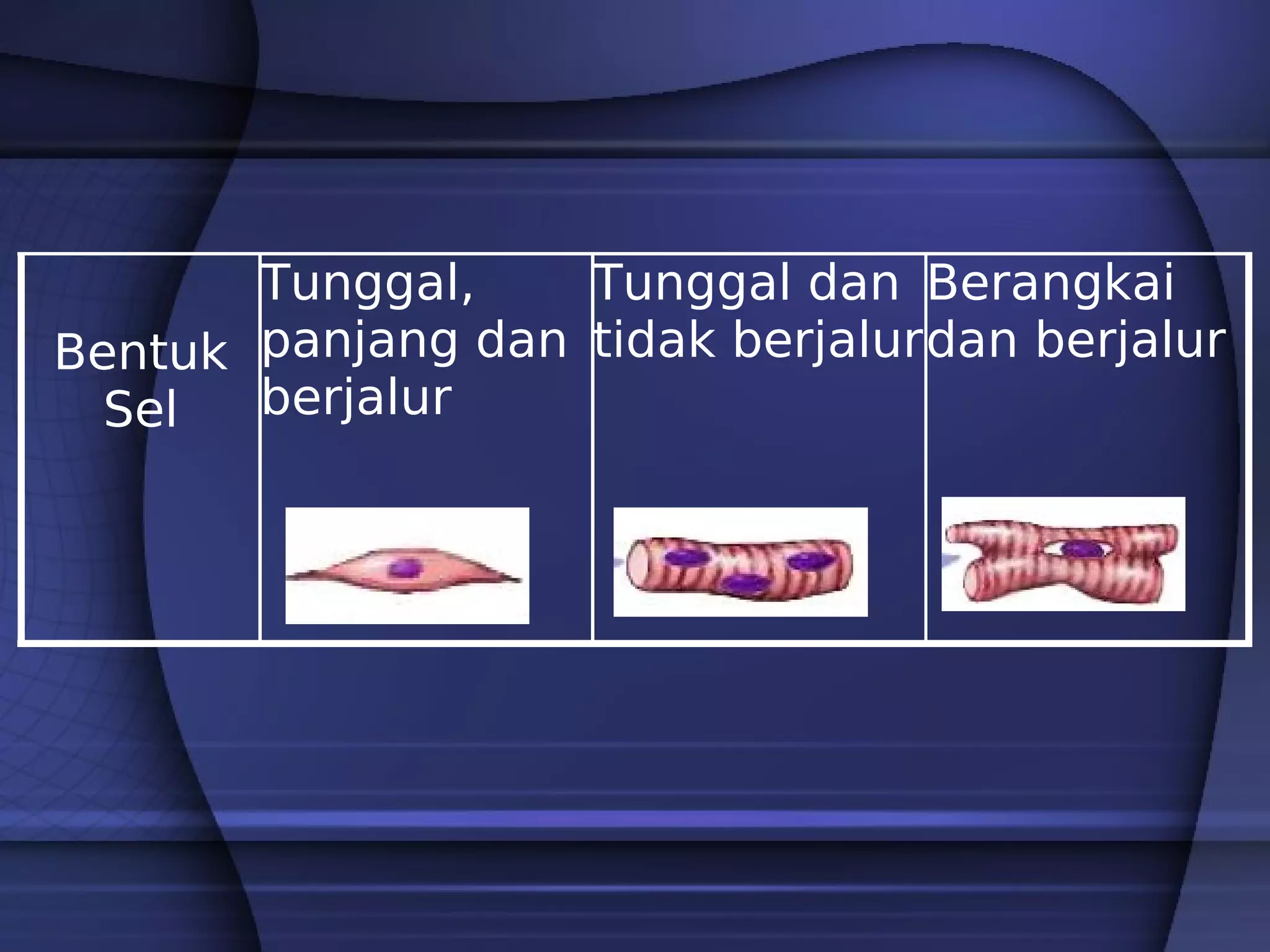 3 sistem-otot-tingkatan-4 | PDF