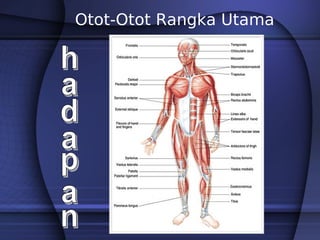 3 sistem-otot-tingkatan-4 | PDF