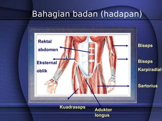 3 sistem-otot-tingkatan-4 | PDF