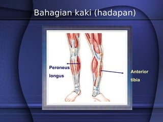 3 sistem-otot-tingkatan-4 | PDF