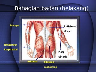 3 sistem-otot-tingkatan-4 | PDF