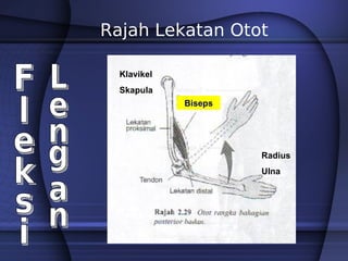 3 sistem-otot-tingkatan-4 | PDF