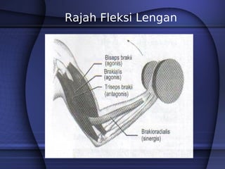 3 sistem-otot-tingkatan-4 | PDF