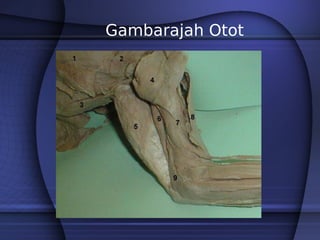 3 sistem-otot-tingkatan-4 | PDF