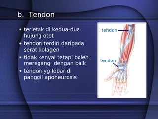 3 sistem-otot-tingkatan-4 | PDF