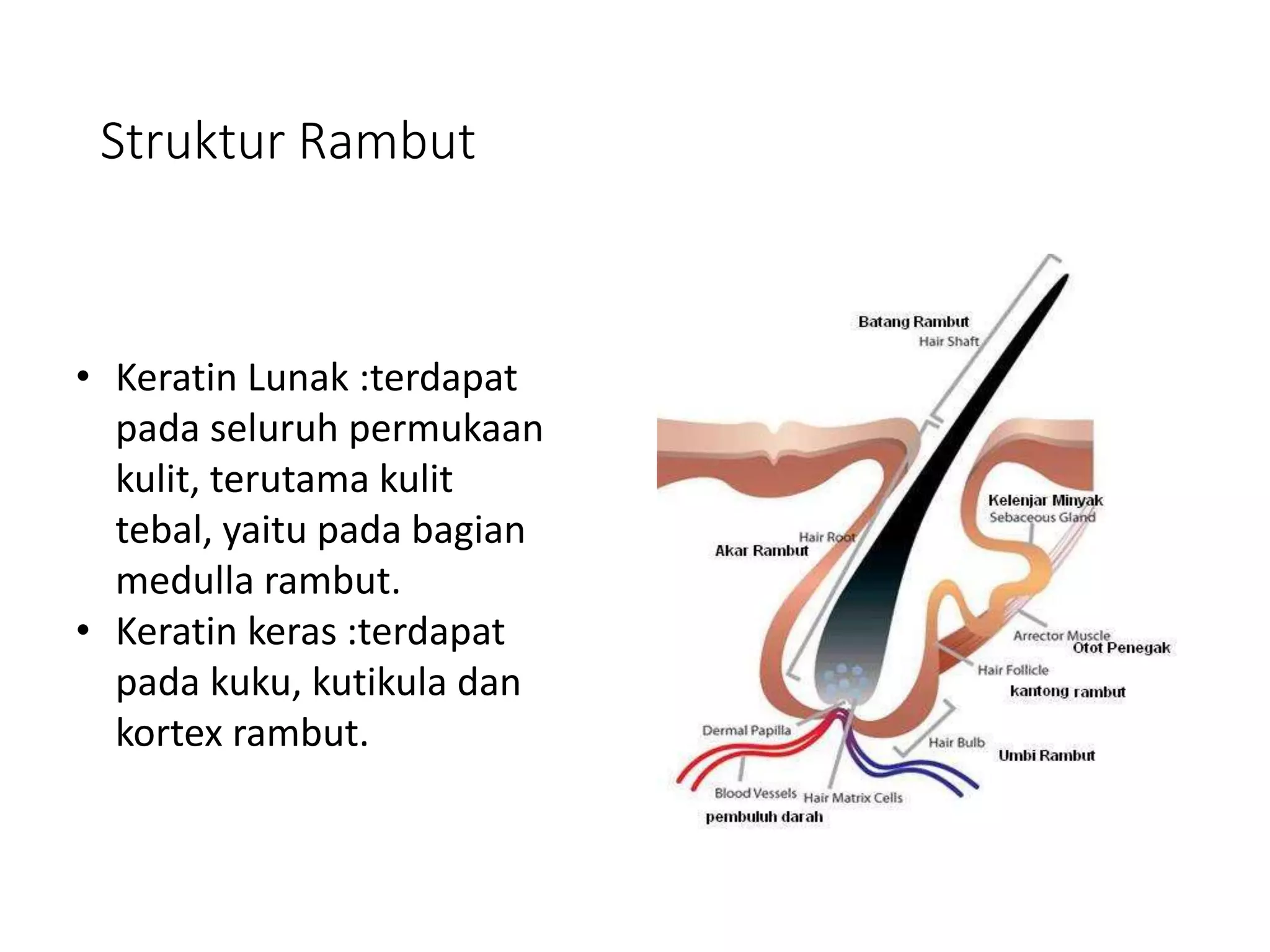 Sistem Integumen | PPTX