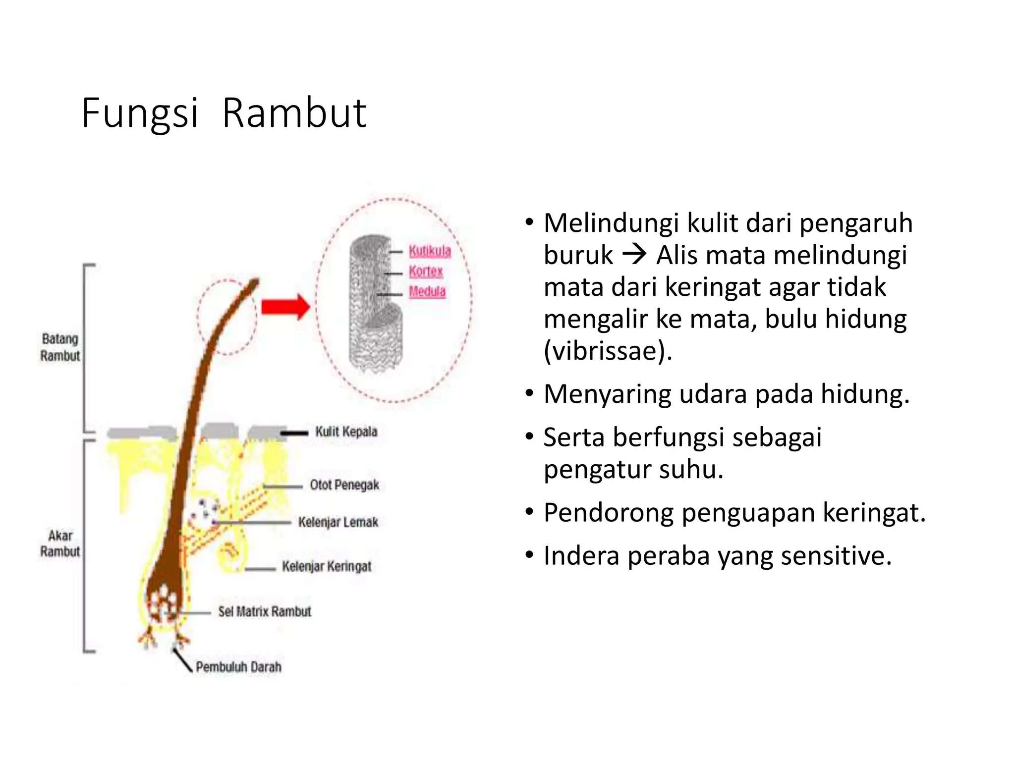 Sistem Integumen | PPTX