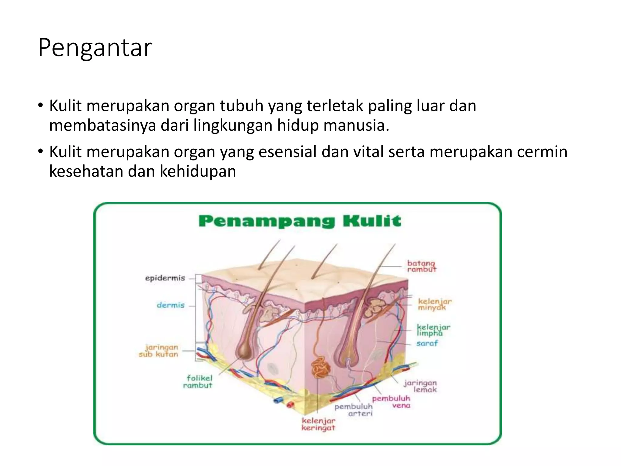 Sistem Integumen | PPTX