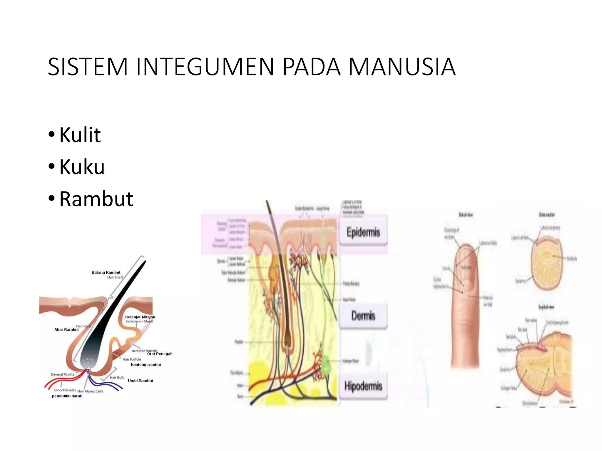 Sistem Integumen | PPTX