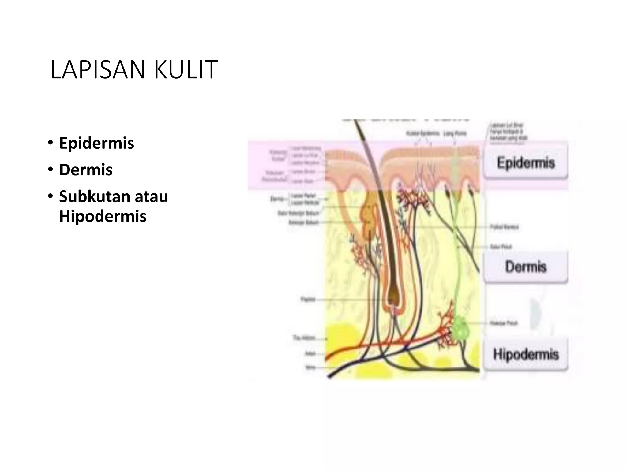 Sistem Integumen | PPTX