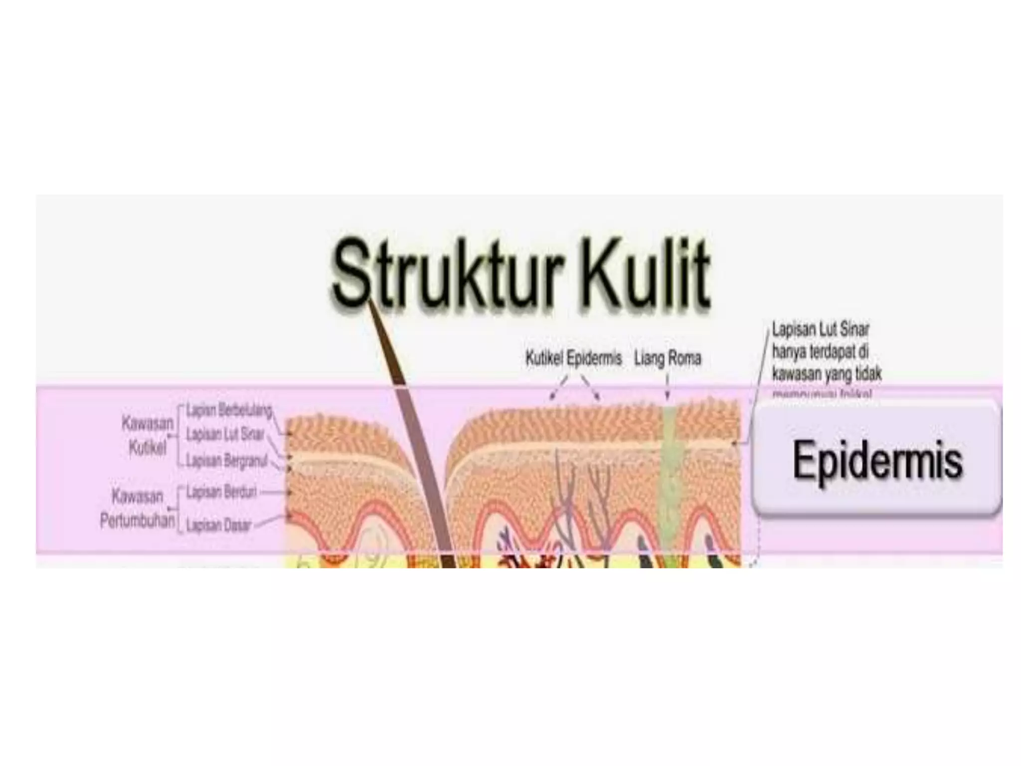 Sistem Integumen | PPTX