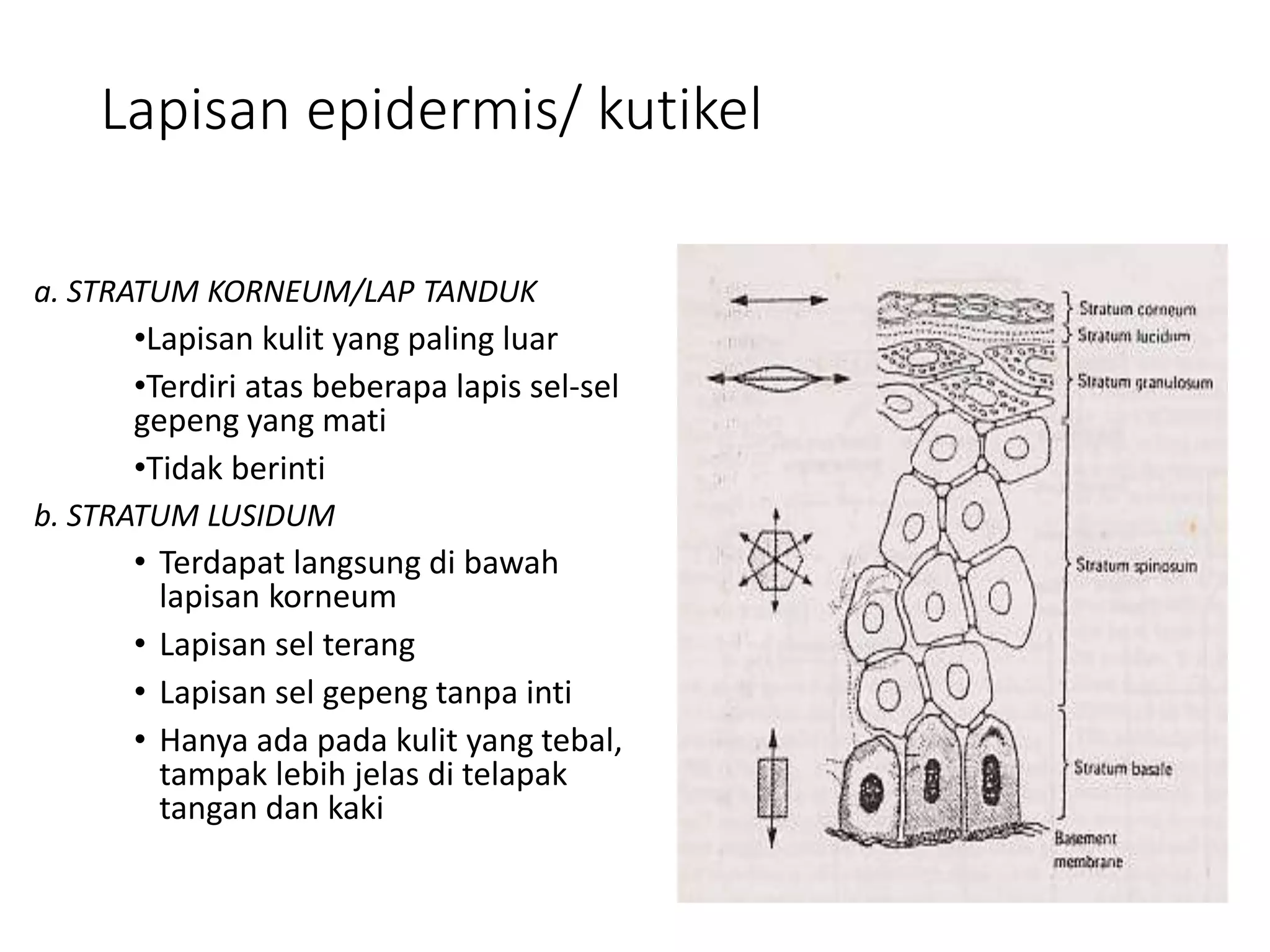 Sistem Integumen | PPTX