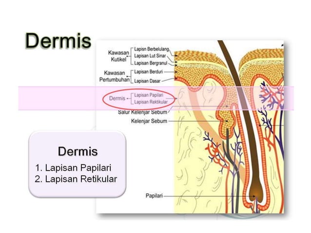 Sistem Integumen | PPT