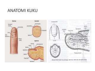 Sistem Integumen | PPTX